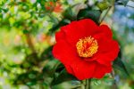 20 Beautiful Flowers That Look Like Roses | Rose Look Alike Flowers