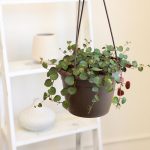 21 Best Indoor Cascading Plants for Home - Hello Lidy