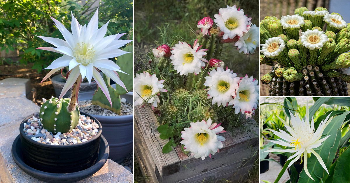 10 Cactus with White Flowers | White Flowering Cactus - Hello Lidy