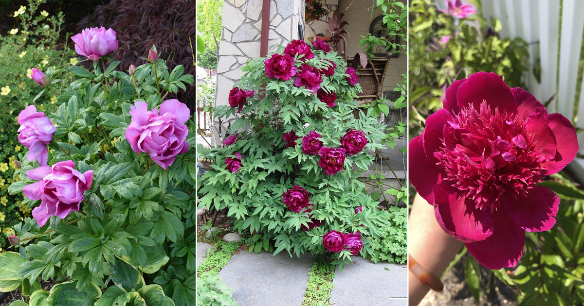 16 Most Beautiful Purple Peonies Varieties You Need to See - Hello Lidy