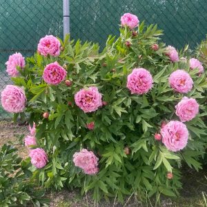 16 Most Beautiful Purple Peonies Varieties You Need to See - Hello Lidy