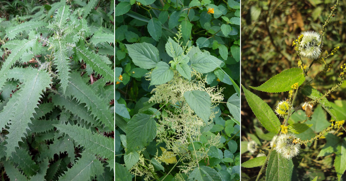 12 Fascinating Plants With Stinging Hairs You Should Avoid - Hello Lidy
