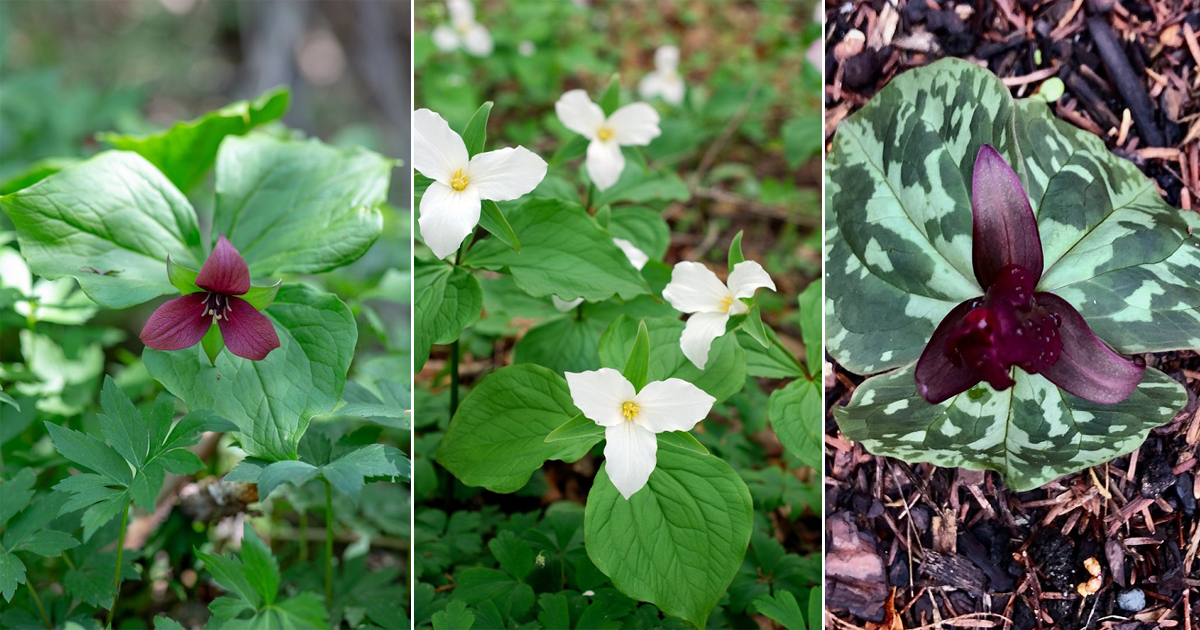 14 Rare Flowers With Three Petals - Hello Lidy
