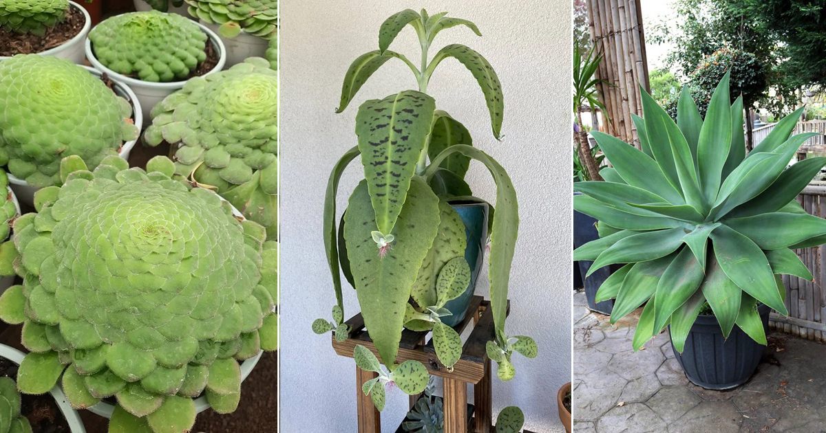 15 Magnificent Big Leaf Succulent Plants