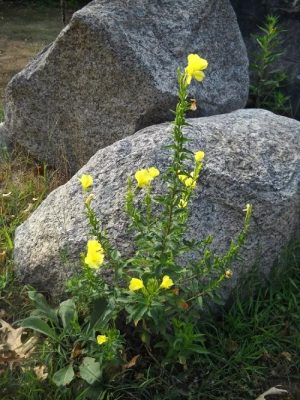 18 Invasive Weeds with Yellow Flowers - Hello Lidy