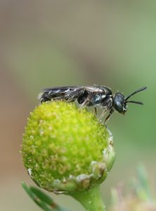 8 Types of Tiny Bees Species - Hello Lidy