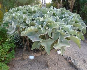15 Magnificent Big Leaf Succulent Plants
