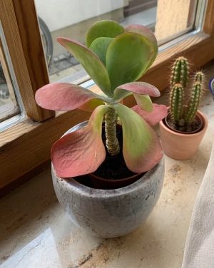 15 Magnificent Big Leaf Succulent Plants