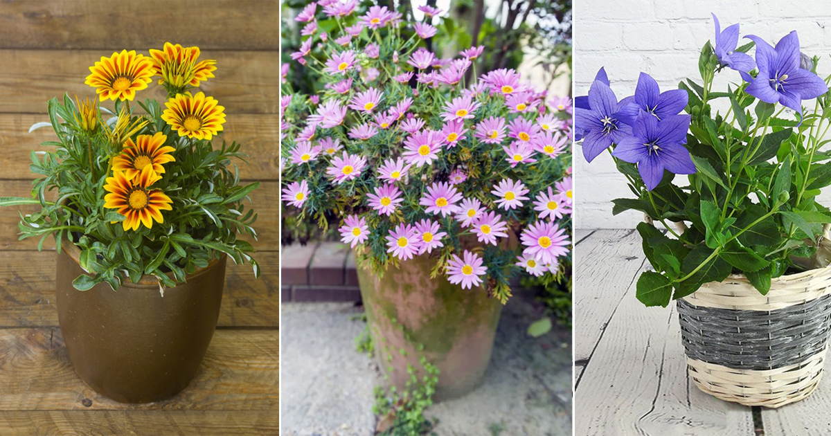 8 Awesome Flowers with Pointed Petals - Hello Lidy