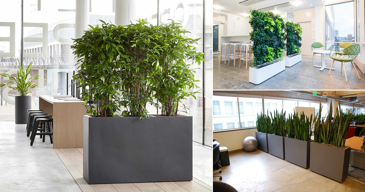 7 Stunning Indoor Hedge Ideas to Elevate Your Home Decor - Hello Lidy