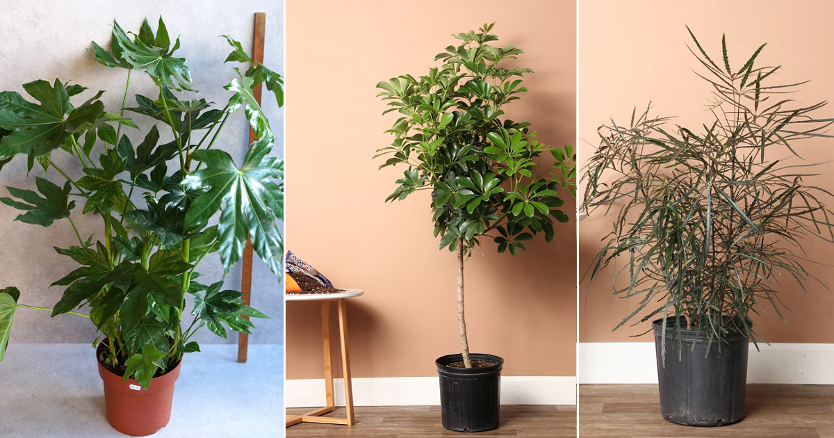 Best 8 Leaf Houseplants | Indoor Plants With 8 Leaves - Hello Lidy