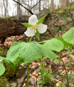 14 Rare Flowers With Three Petals - Hello Lidy
