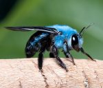 8 Types of Tiny Bees Species - Hello Lidy