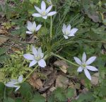 8 Awesome Flowers with Pointed Petals - Hello Lidy