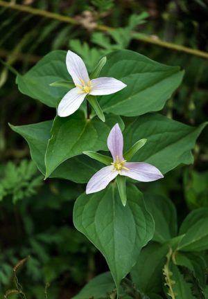14 Rare Flowers With Three Petals - Hello Lidy