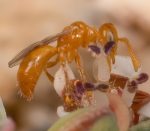 8 Types of Tiny Bees Species - Hello Lidy