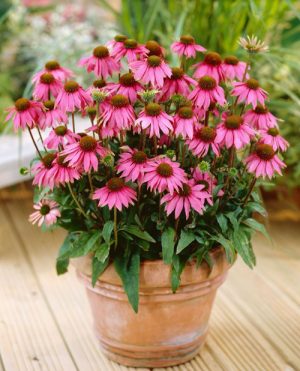 8 Awesome Flowers with Pointed Petals - Hello Lidy