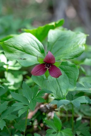 14 Rare Flowers With Three Petals - Hello Lidy