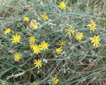 18 Invasive Weeds with Yellow Flowers - Hello Lidy