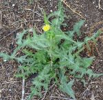 18 Invasive Weeds with Yellow Flowers - Hello Lidy