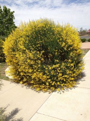 18 Invasive Weeds with Yellow Flowers - Hello Lidy