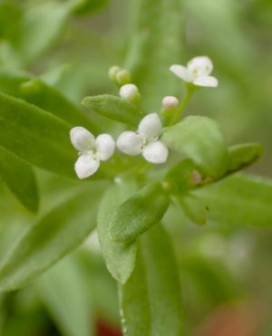 14 Rare Flowers With Three Petals - Hello Lidy