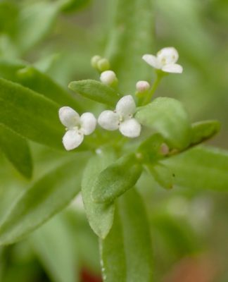 14 Rare Flowers With Three Petals - Hello Lidy