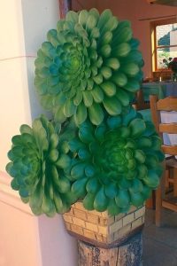 15 Magnificent Big Leaf Succulent Plants