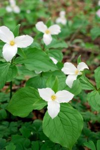 14 Rare Flowers With Three Petals - Hello Lidy