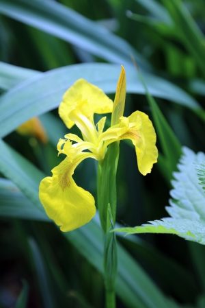 14 Rare Flowers With Three Petals - Hello Lidy