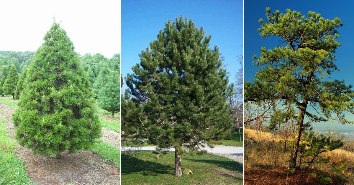 7 Types of Pine Trees in Pennsylvania - Hello Lidy