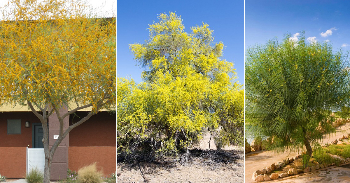 8 Arizona Trees with Yellow Flowers - Hello Lidy