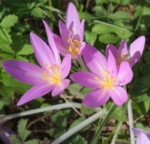 10 Awesome Flowers with 6 Petals - Hello Lidy