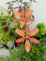 10 Awesome Flowers with 6 Petals - Hello Lidy