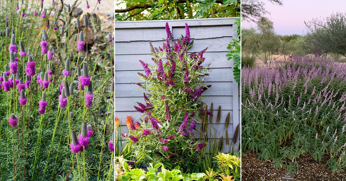 Top 12 Bushes with Purple Flowers in Arizona - Hello Lidy