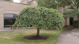 9 Trees that Look Like Umbrellas | Umbrella Shaped Trees - Hello Lidy