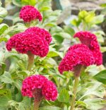 8 Plants with Fuzzy Flowers - Hello Lidy