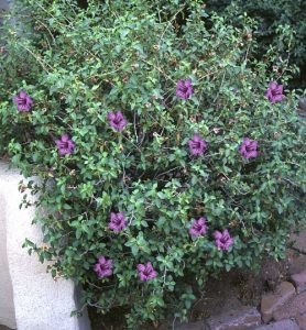 Top 12 Bushes with Purple Flowers in Arizona - Hello Lidy