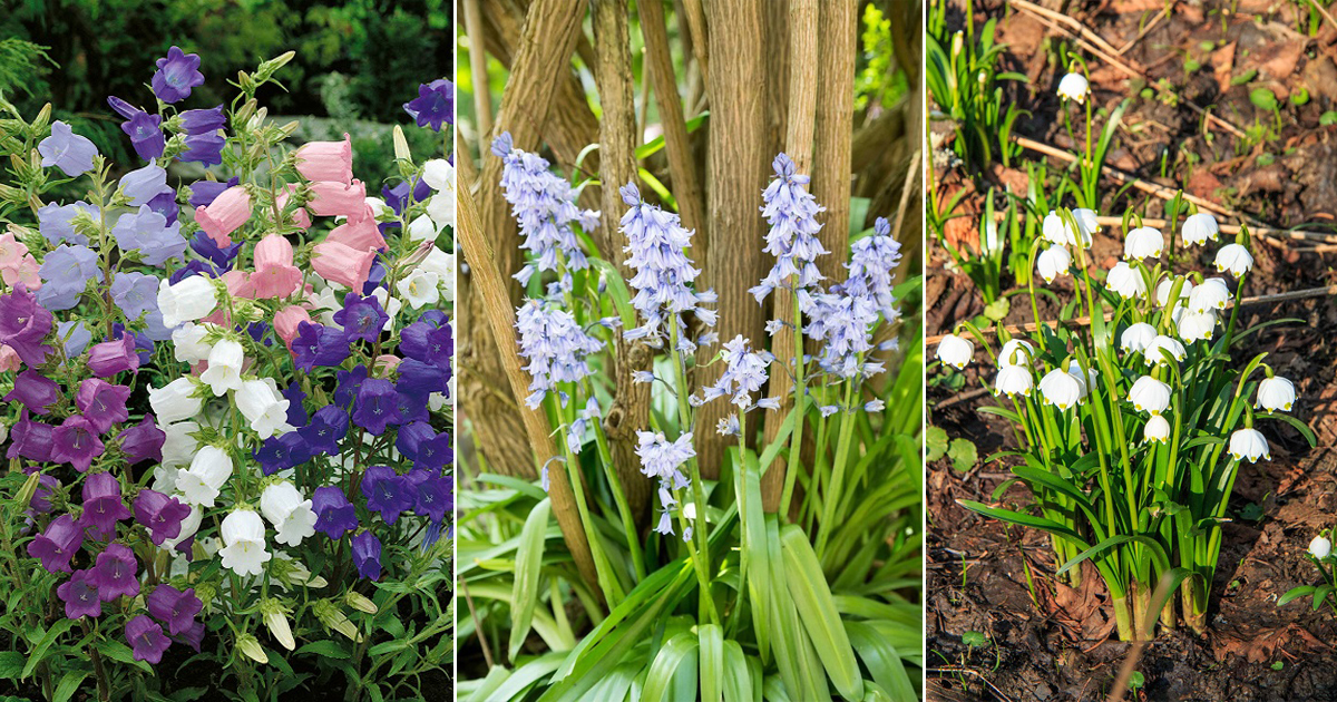 11 Flowers Similar to Lily of the Valley - Hello Lidy