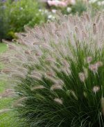 8 Plants with Fuzzy Flowers - Hello Lidy