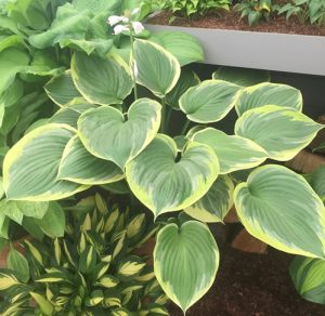 10 Hosta Plants with White Flowers | White Flowering Hostas - Hello Lidy