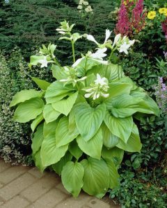 10 Hosta Plants with White Flowers | White Flowering Hostas - Hello Lidy
