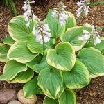 10 Hosta Plants with White Flowers | White Flowering Hostas - Hello Lidy