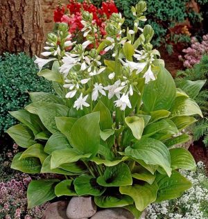 10 Hosta Plants with White Flowers | White Flowering Hostas - Hello Lidy