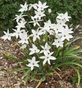 10 Awesome Flowers with 6 Petals - Hello Lidy