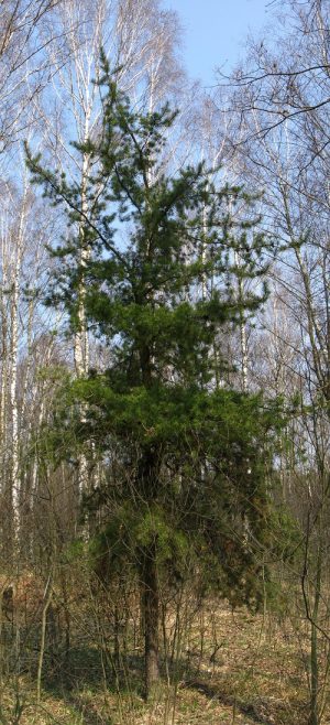 7 Types of Pine Trees in Pennsylvania - Hello Lidy
