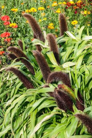 8 Plants with Fuzzy Flowers - Hello Lidy
