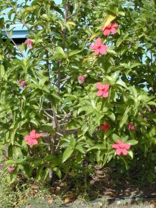 8 Hawaiian Trees with Red Flowers - Hello Lidy
