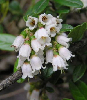 11 Flowers Similar to Lily of the Valley - Hello Lidy