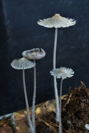7 Mushrooms That Look Like Daisies - Hello Lidy